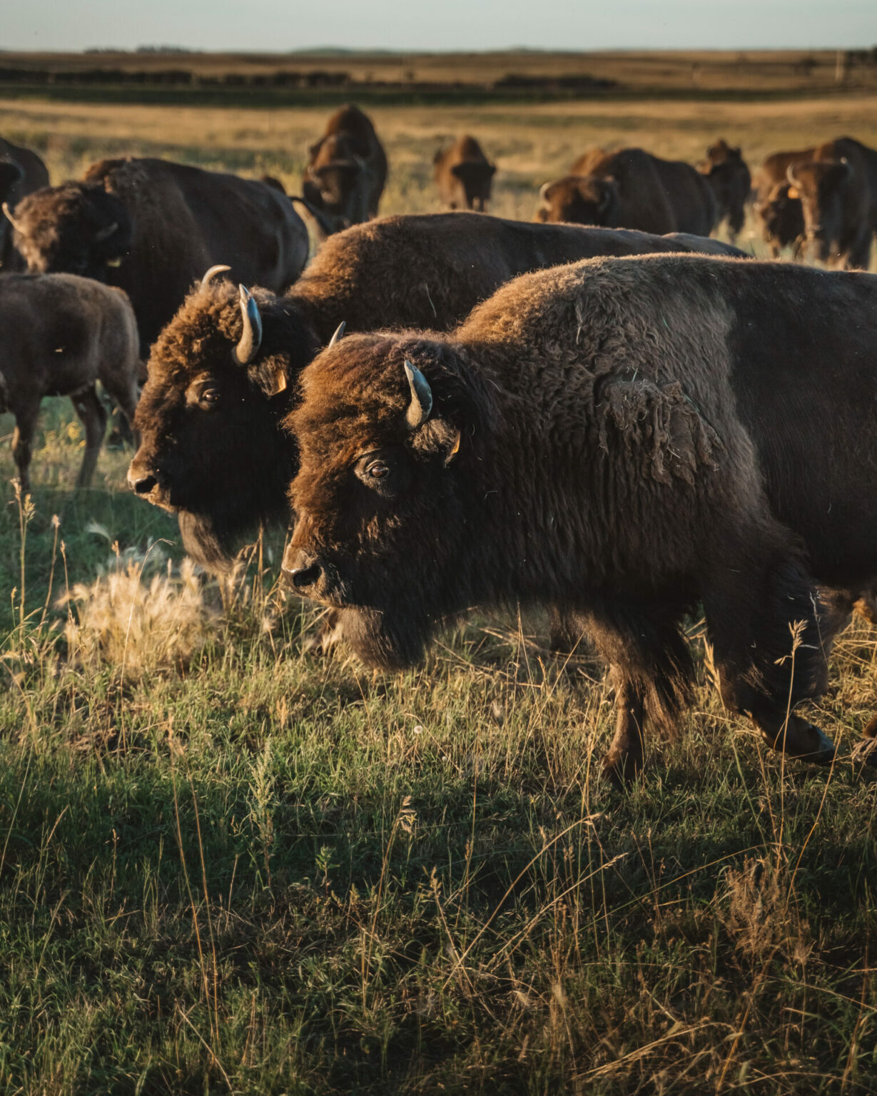 Discovering the Hidden History of the Drumheller Valley with Wild West ...