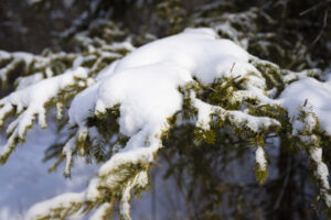 Winter Solstice is a season of medicine for the body and spirit ...