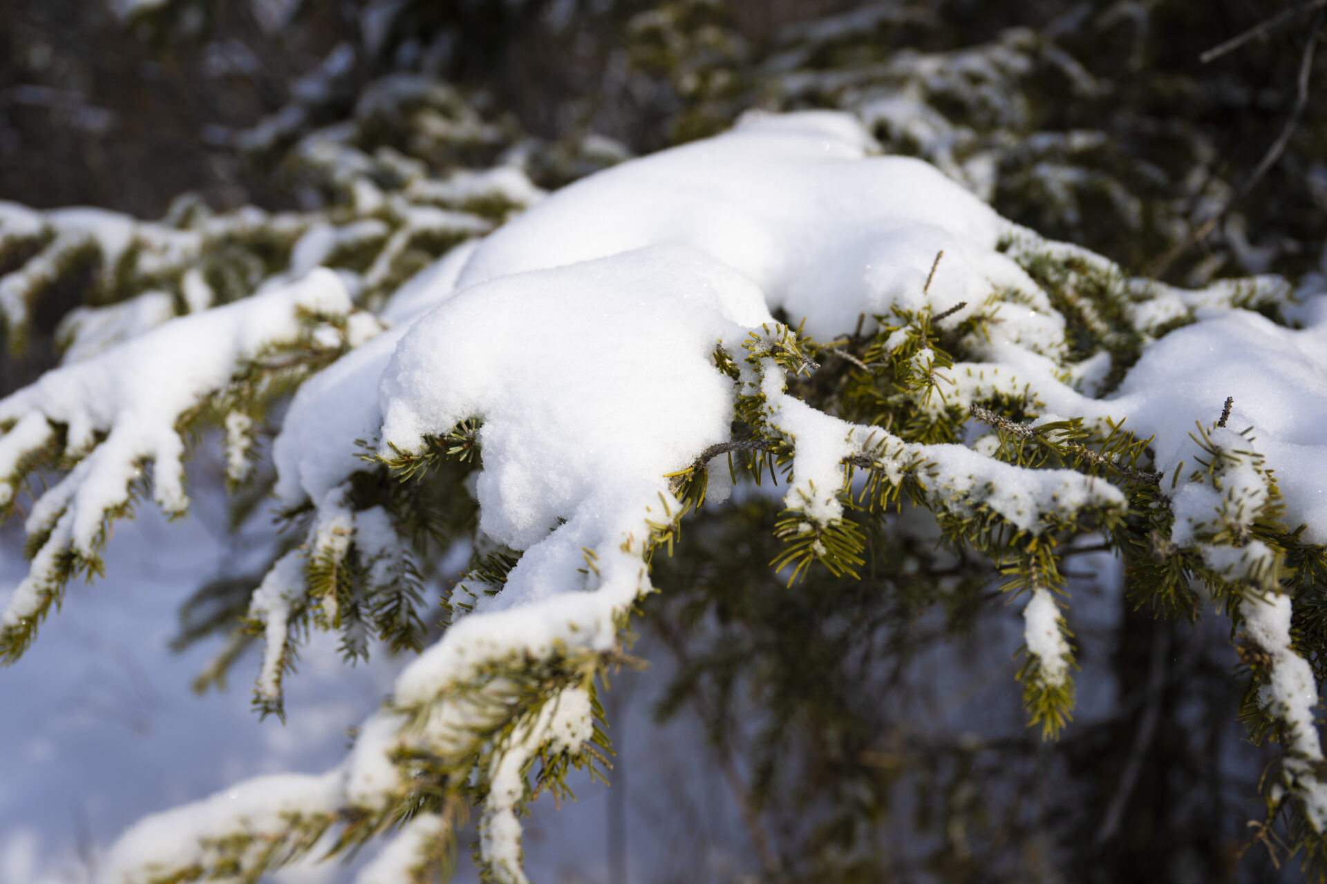 Winter Solstice is a season of medicine for the body and spirit ...